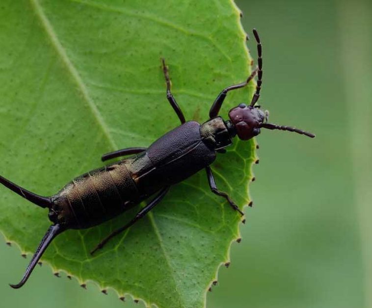 Les perce-oreilles: ces insectes envahissants | Central Extermination
