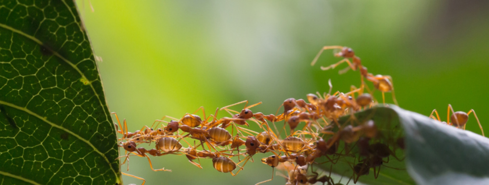 Comment se Débarrasser Des Fourmis? | Central Extermination