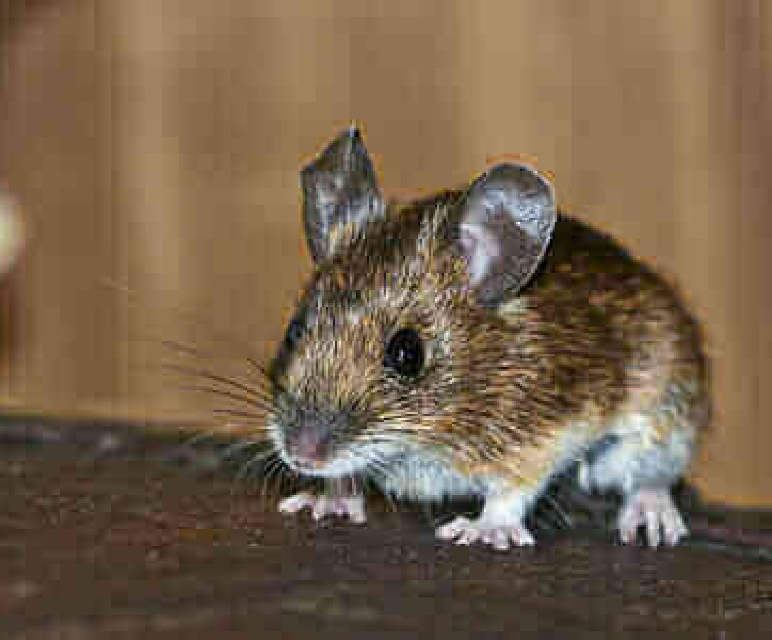 How to Protect Your Home from Mice | Central Extermination