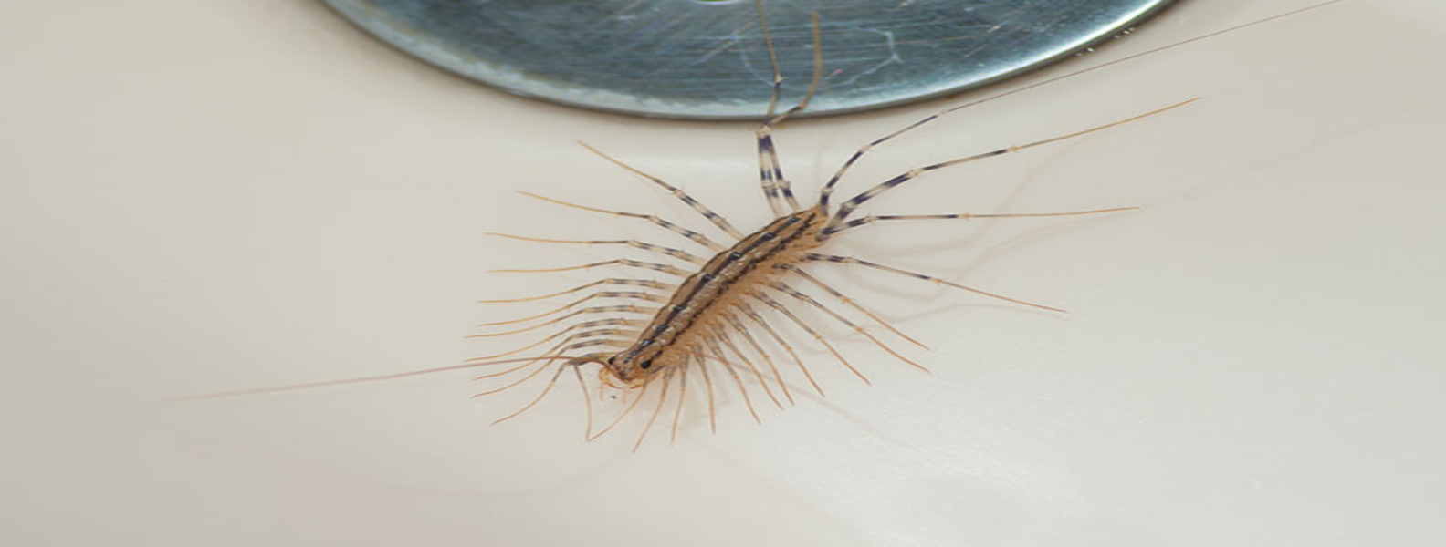 Insectes d'humidité: Causes et Traitement | Central Extermination