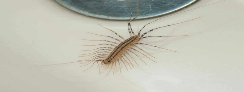 Water-loving insects: causes and treatment | Central Extermination