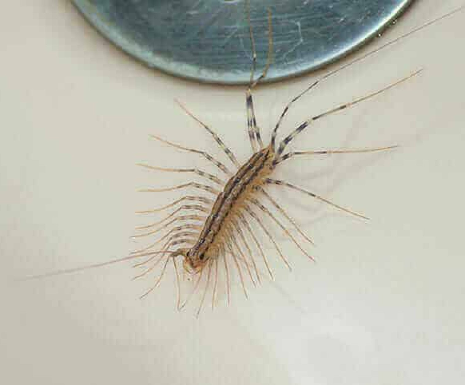 Insectes d'humidité: Causes et Traitement | Central Extermination