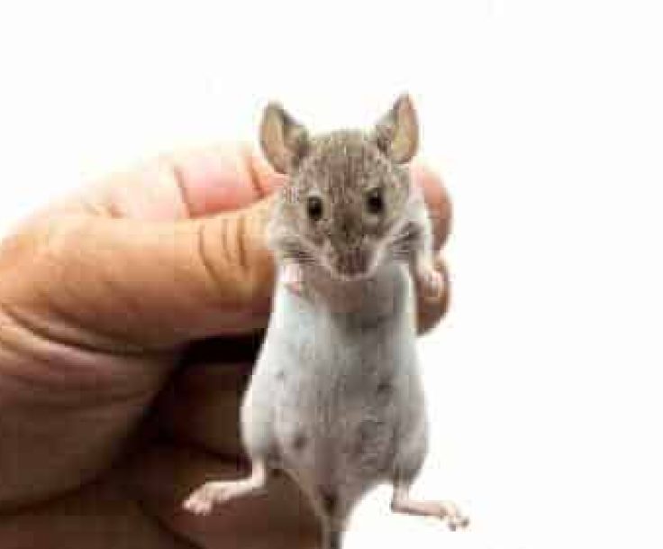 Successfully Ridding Your Home of Mice | Central Extermination