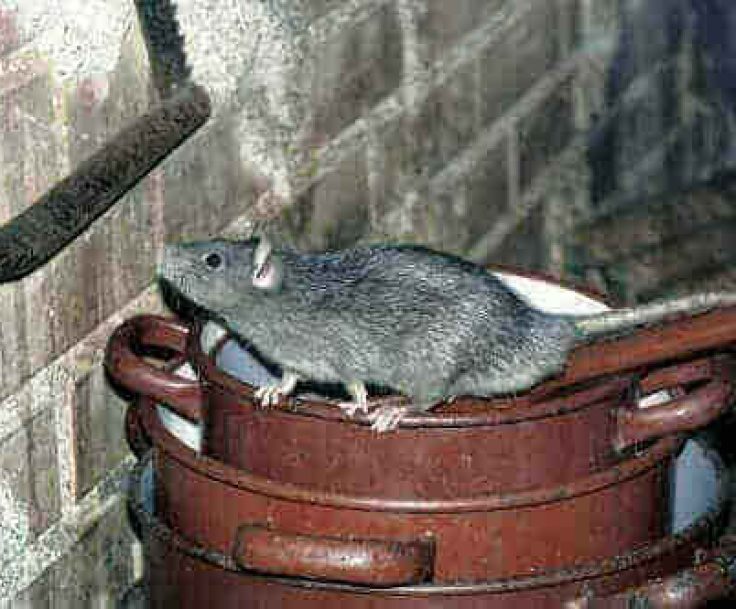 Mice in Montreal: Why Mouse Problems Persist in the Region | Central ...