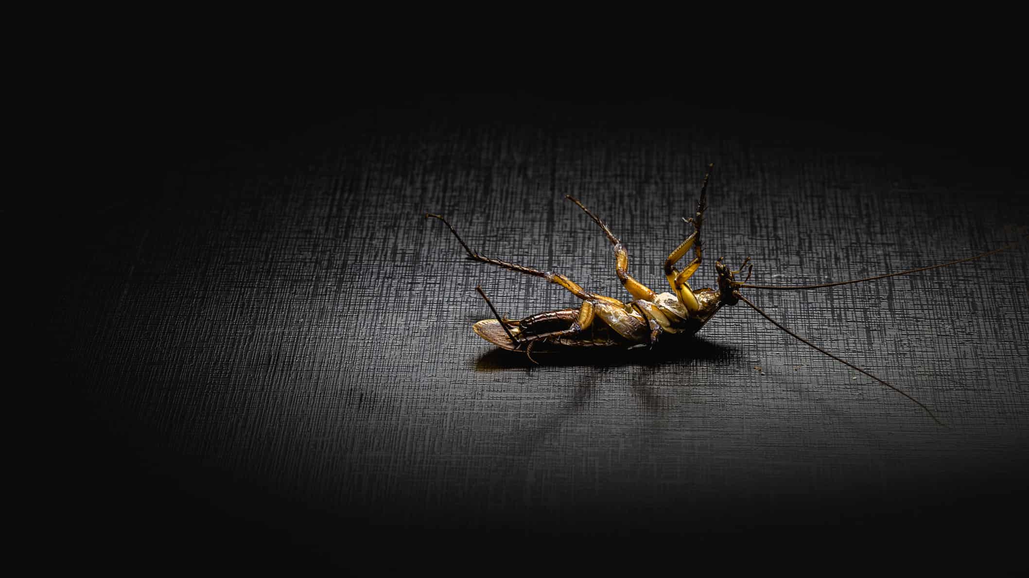 Montreal Pest Control & Expert Mouse and Rat Exterminator by Central ...