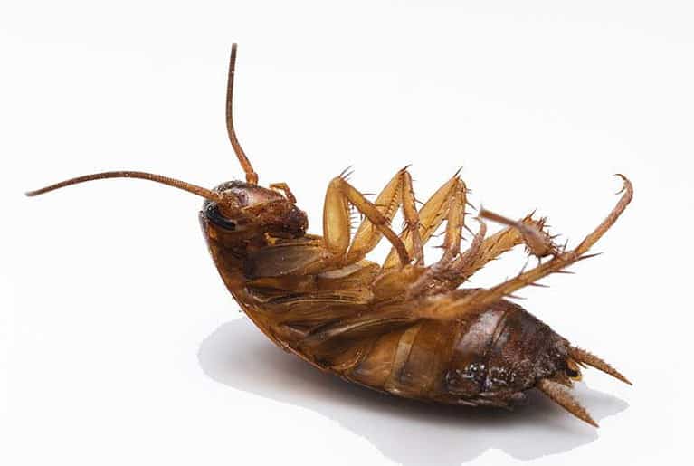 Montreal Cockroach, Mouse, & Rat Extermination by Central Extermination