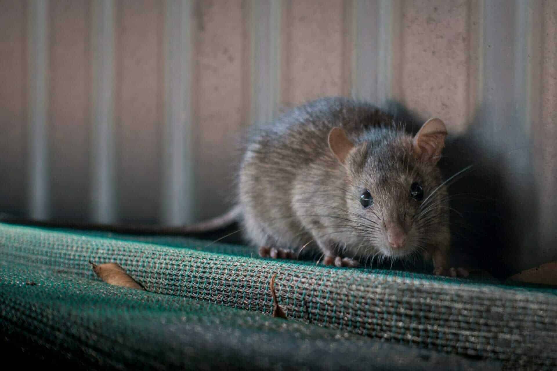 Exterminateur Commercial à Montréal | Central Extermination