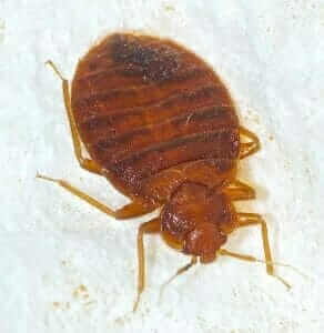 Extermination de puces, souris, rats et autres nuisibles | Central ...